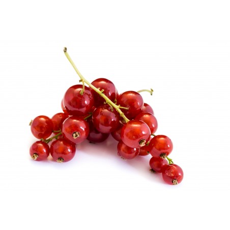 Groseille rouge